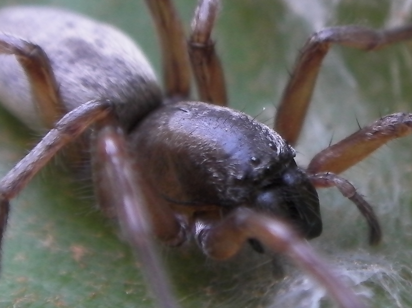 Quaoar Power Zoo: Pacific sac spider (Clubiona pacifica) - Vancouver, BC