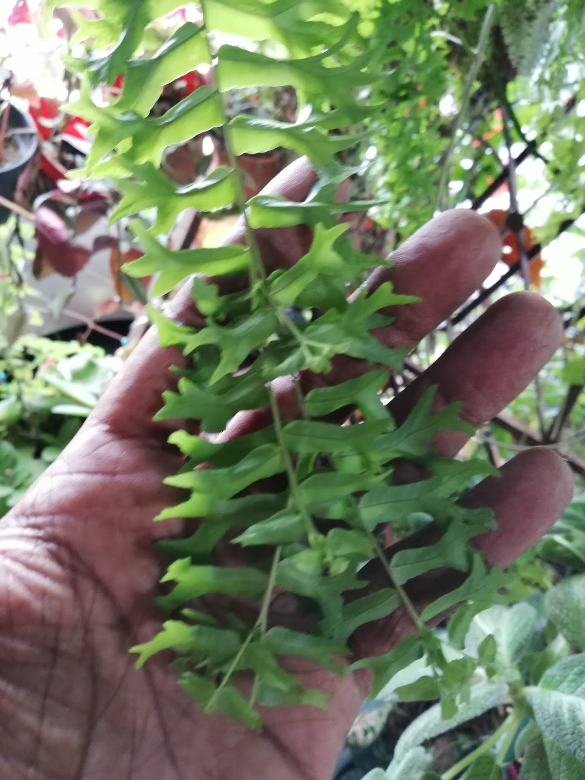 Garden Chronicles of James David: How to Care Fishtail Fern ...