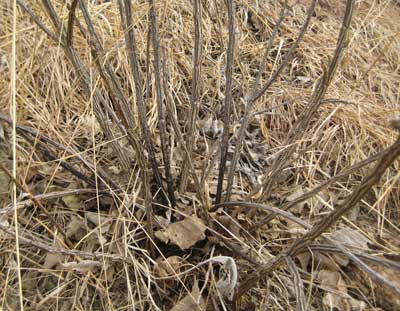 Tom's Blog: Oak grubs