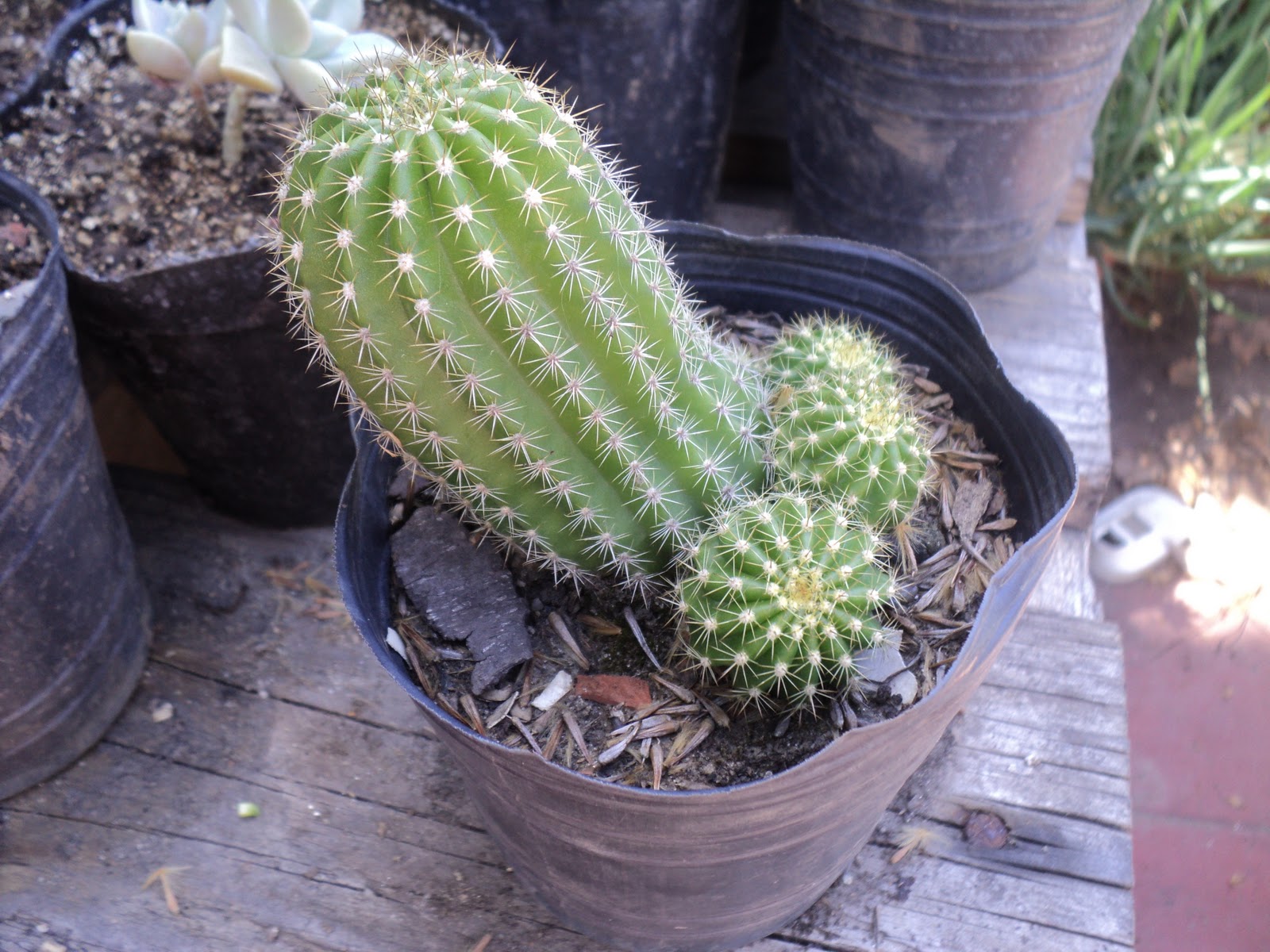PLANTAS MORENAL: CACTUS