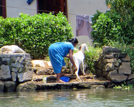 Horn OK Please: Kerala Backwaters - Life, Domestic and Wild