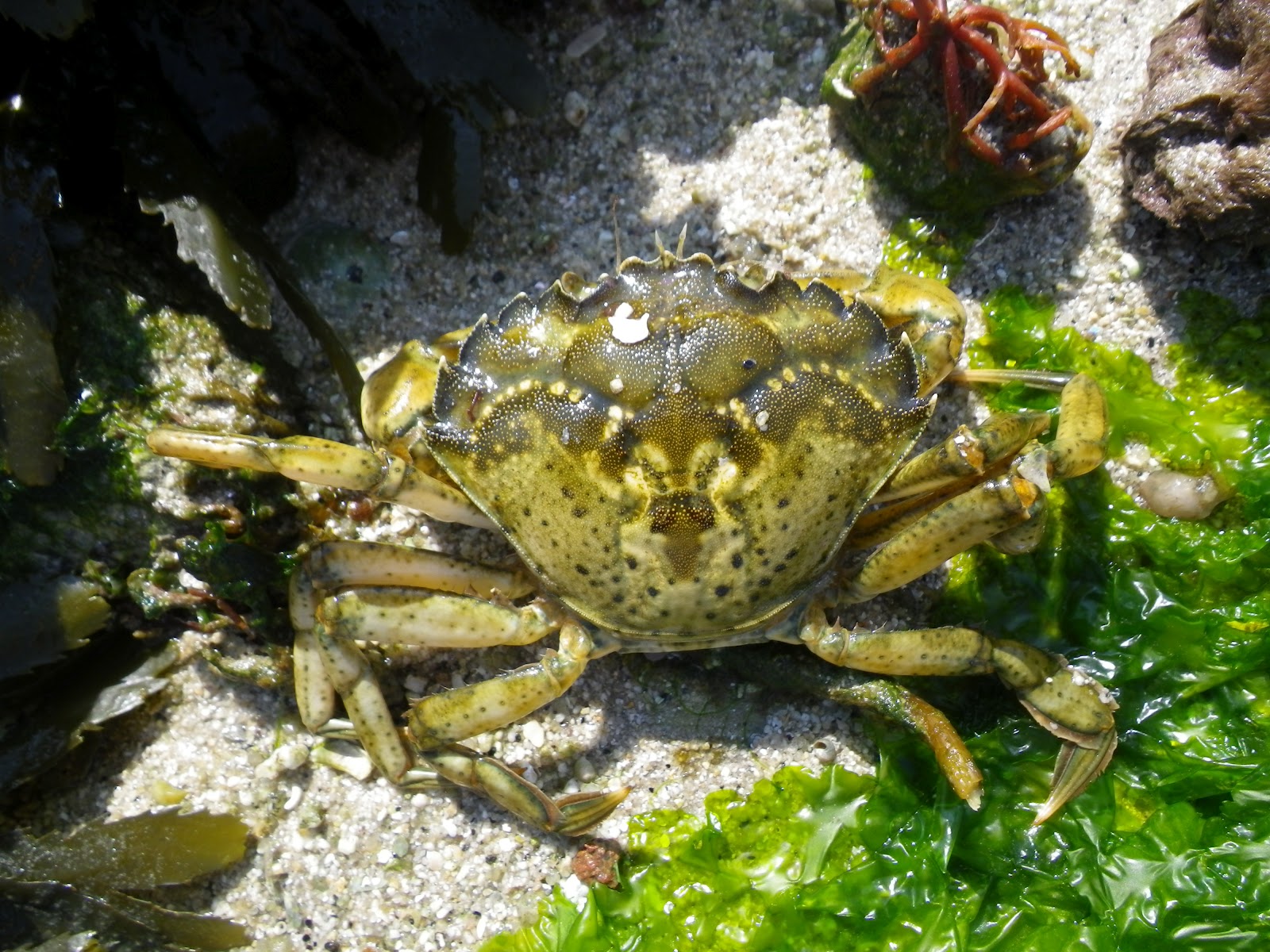 Rock Pooling: What you can see... an introduction to the major groups