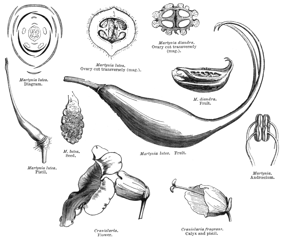 PLANT FAMILIES OF PUERTO RICO AND FLORIDA PAPO VIVES: Martyniaceae ...