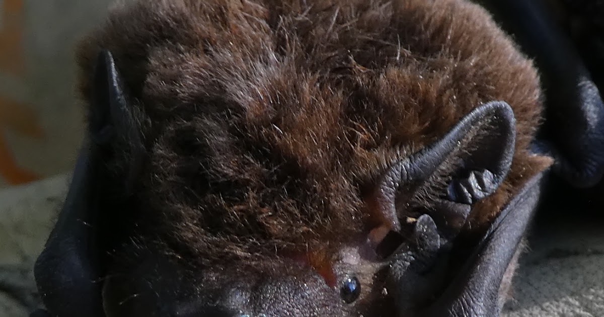 Naturayala: Nóctulos pequeños en el parque de Amurrio