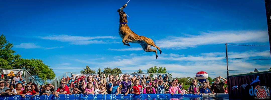 Splash! The Dock Dogs are diving in! | Australian Dog Lover