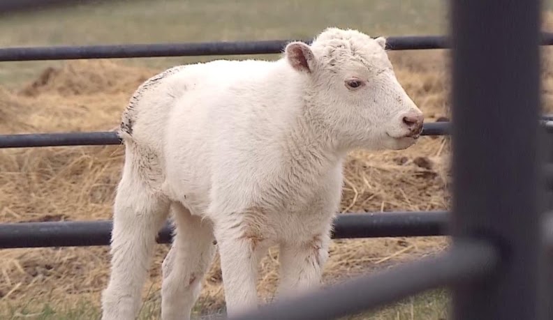 White Wolf : Rare White Bison: A white baby bison bringing hope to ...