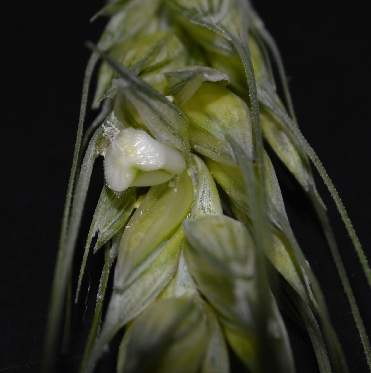Heat stress on small grains
