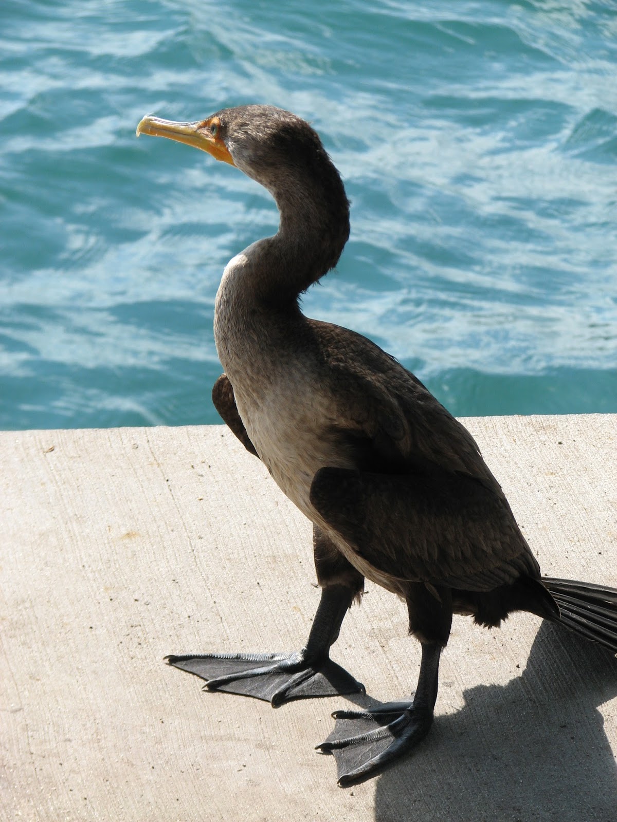 Bonao Internacional: CORMORAN , EL AVE QUE NACE EN UN NIDO Y NADA BAJO ...