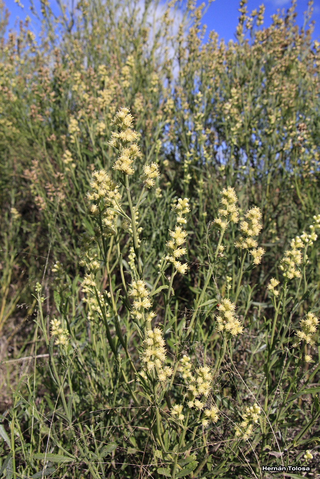 Flora Bonaerense: Polinizadores de chilcas