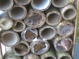 Cara Membuat Sarang Semut Rang Rang - GEMA PERTANIAN