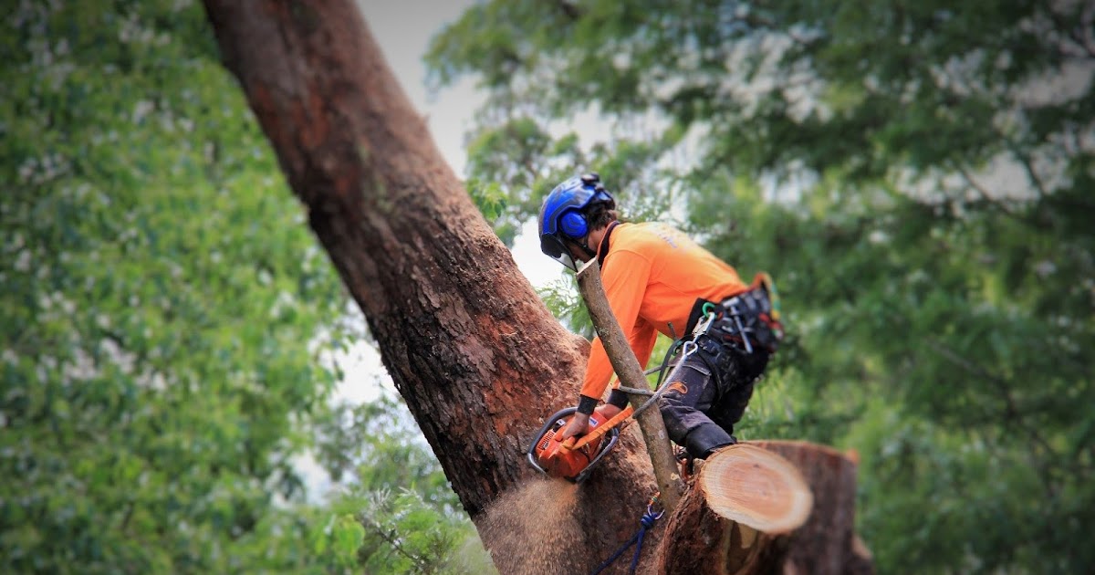 Chop N Drop Tree Specialists