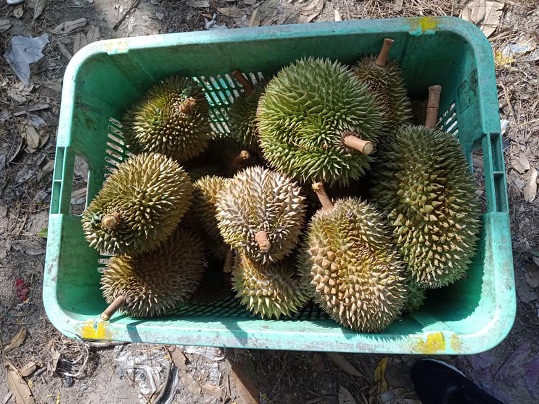 Senarai Harga Buah Durian Popular dari Pulau Pinang