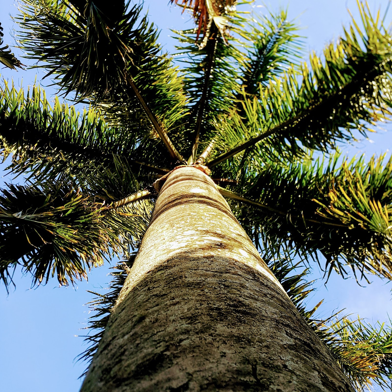 "Verdade//aspas" : 👪 Arecaceae (Roystonea oleracea)