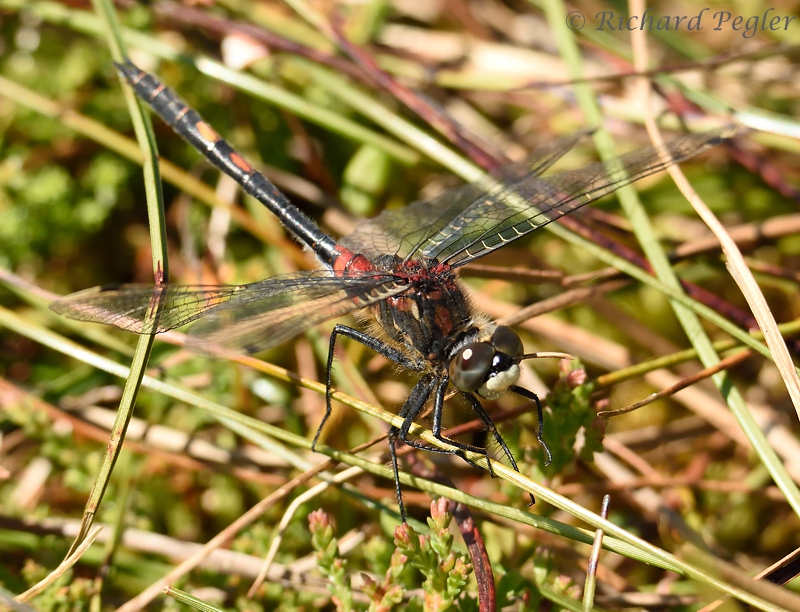 Pegler Birding: A Return to Chartley Moss - on Monday 2nd July, 2018