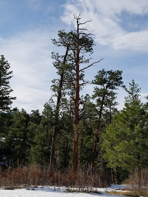 Acorn Woodpecker larder/'granary' tree - Xploring The Nature