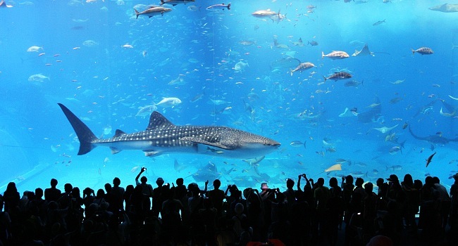 How to transport a big whale shark？ - Science Experiments for Kids ...