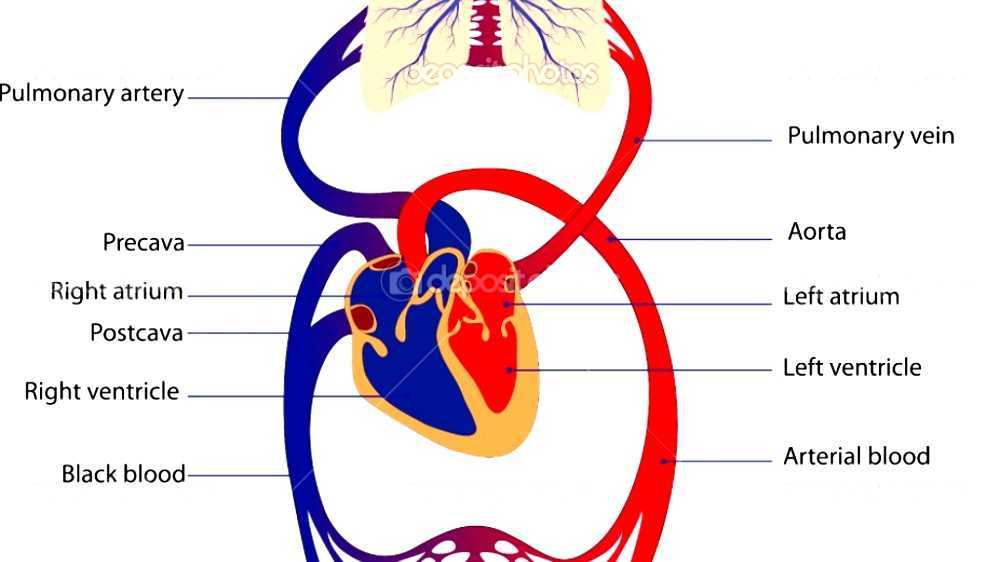 Circulatory system of the horse