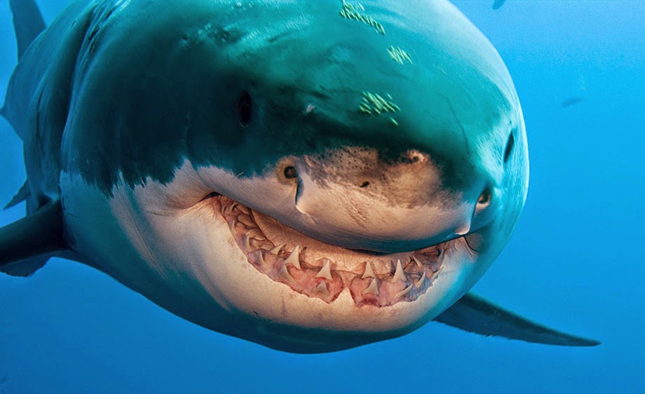 Все про тварин: Акули (Selachimorpha)