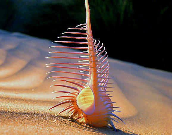 Los Aportes del Dr Love: Hermosas conchas.