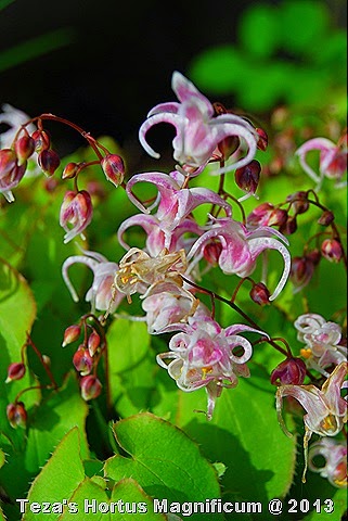 Thursday Garden Review: The Genus Epimedium | Teza's Hortus Magnificum
