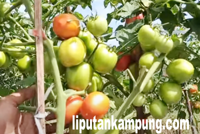 Cara Menanam Tomat Agar Berbuah Banyak - Liputan Kampung