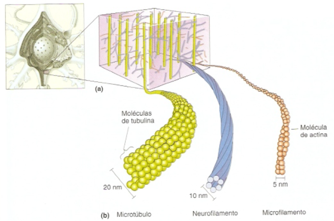 Med Questões: Neurônios e Glia (Bear - Cap. 2)