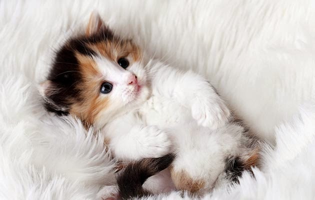 ЖИВОТИЊИЦЕ: ЗАНИМЉИВОСТИ О МАЧКАМА