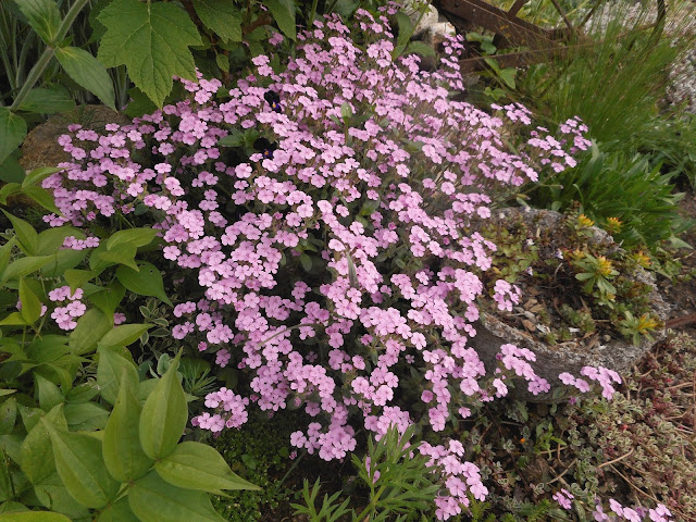 Gardening With Grace: Plant of the Week: Saponaria x lempergii 'Max Frei'