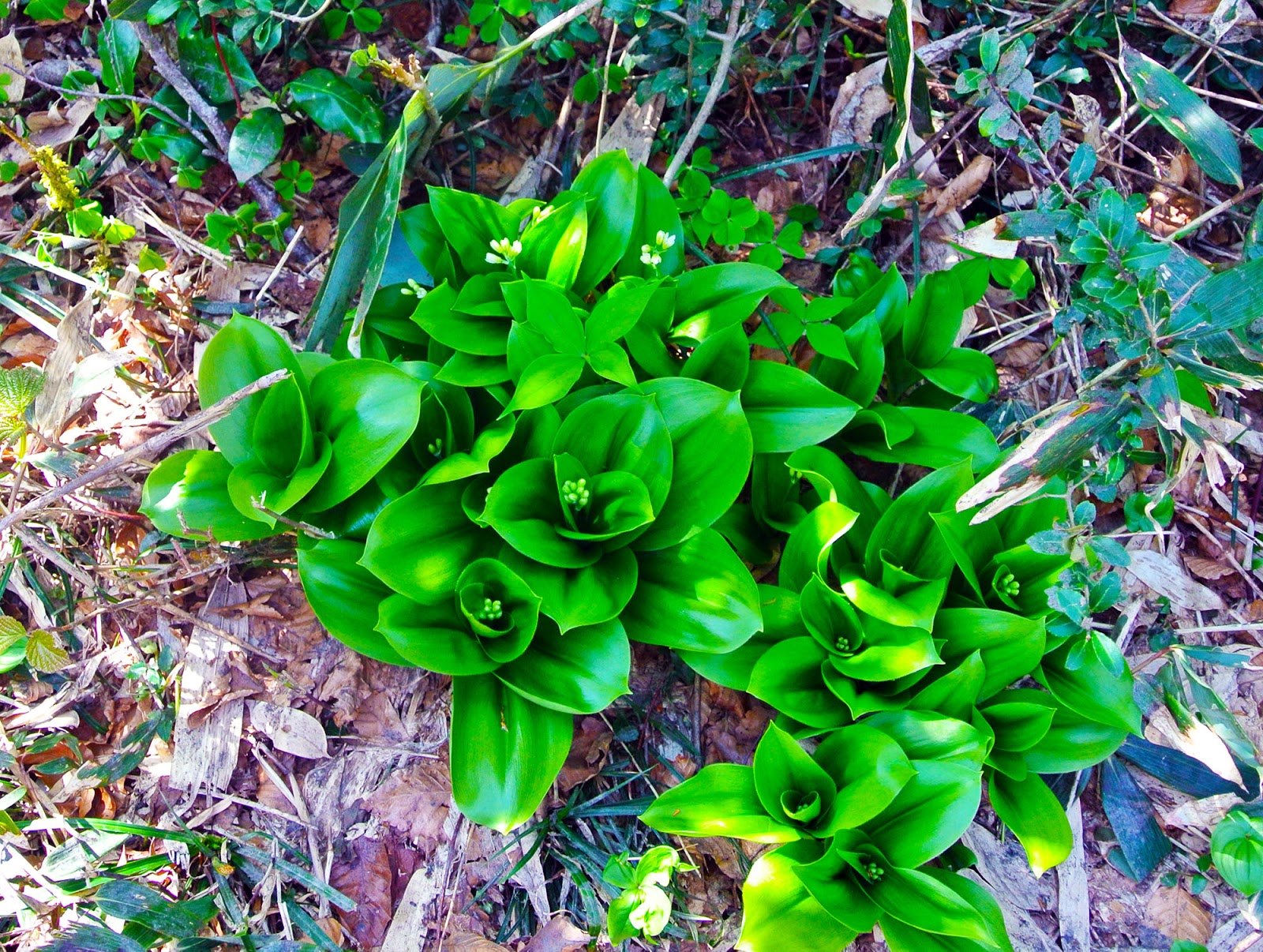 魚沼通信: 守門岳・大池コース