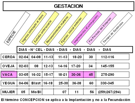 FISIOLOGÍA SISTEMA REPRODUCTIVO BOVINO: Fases del ciclo estral