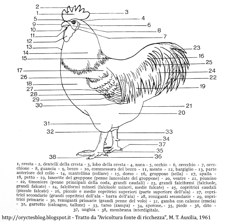 Anatomia del pollo e nomenclatura | Oryctes.com - Blog & News