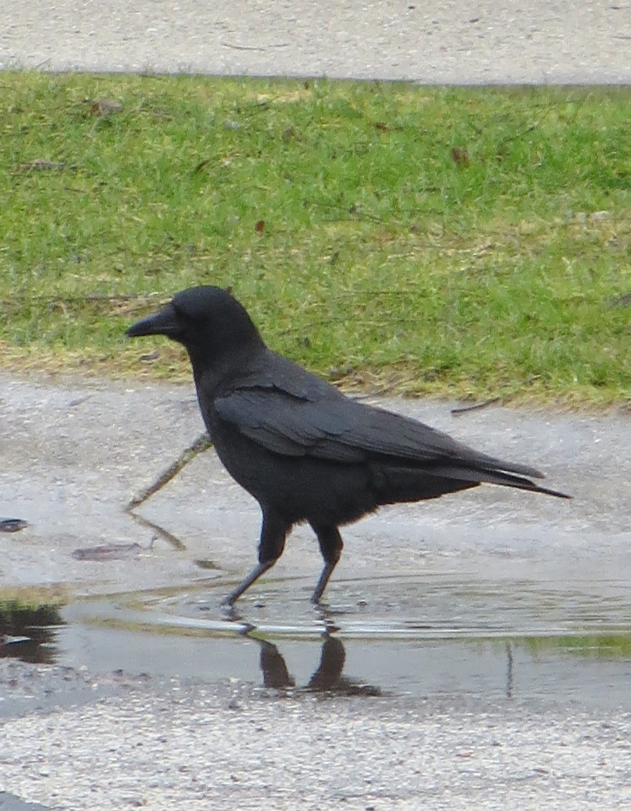 Justine's Halloween: A crow dropped by for a photo shoot today