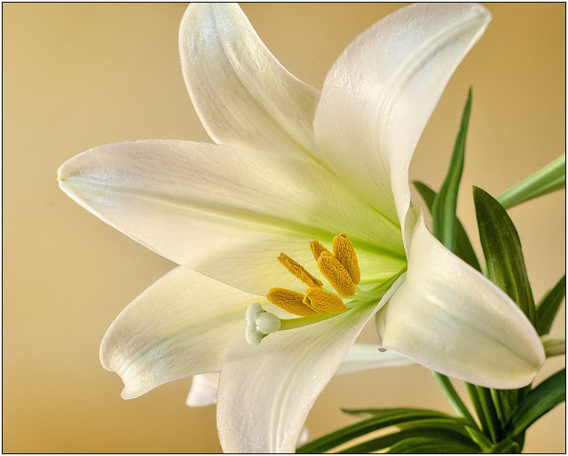 AUTENS DIRECT: The flower language of lilies