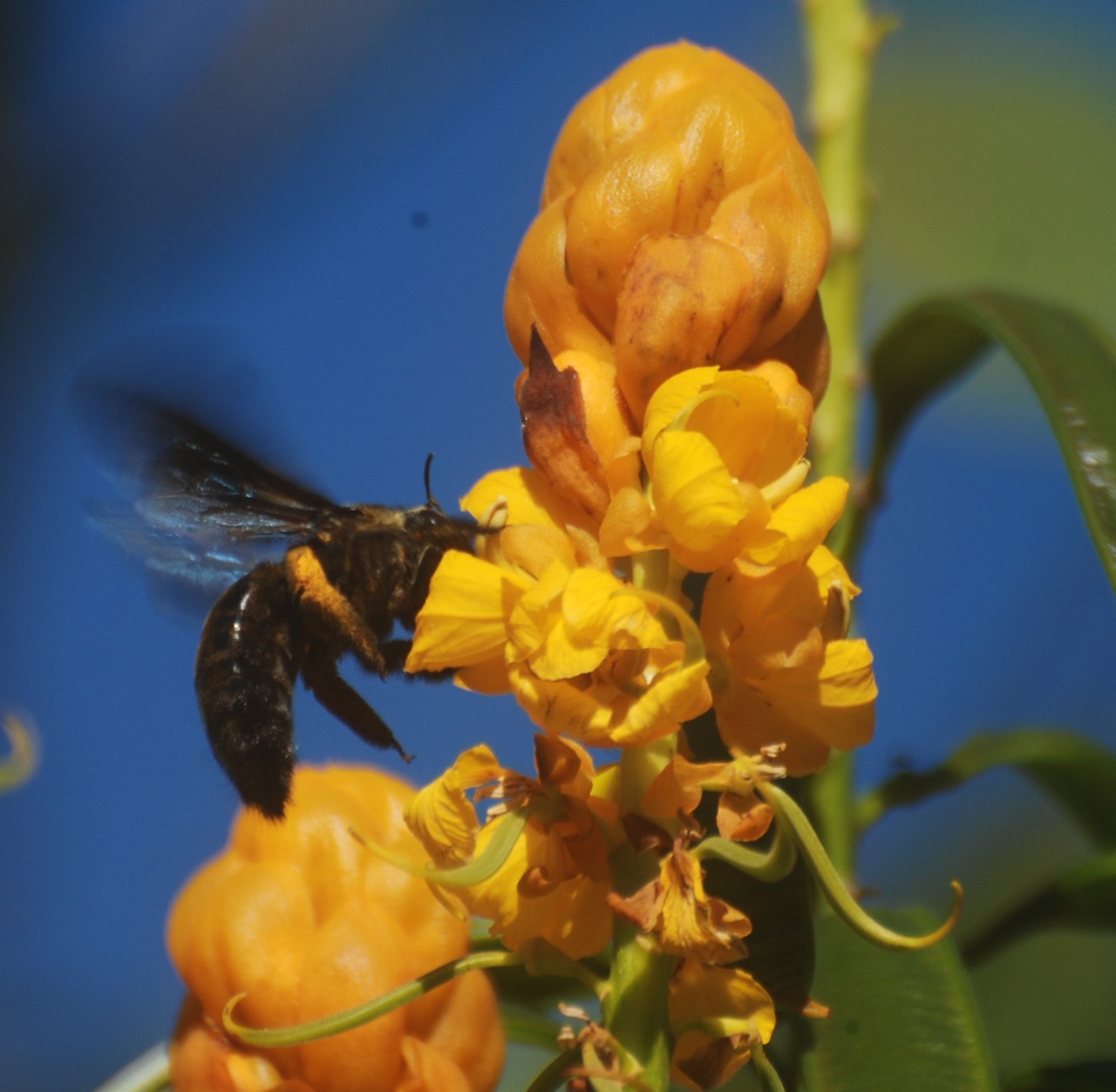 Acuaponía, jardines agroecológicos, permacultura. Huerto/Solar ...