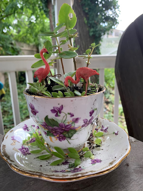 WashingtonGardener: DIY: Teacup Garden