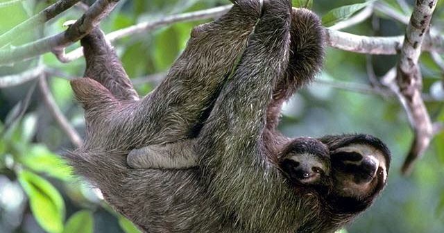 Bicho-Preguiça | Bradypus tridatylus ~ Klima Naturali™