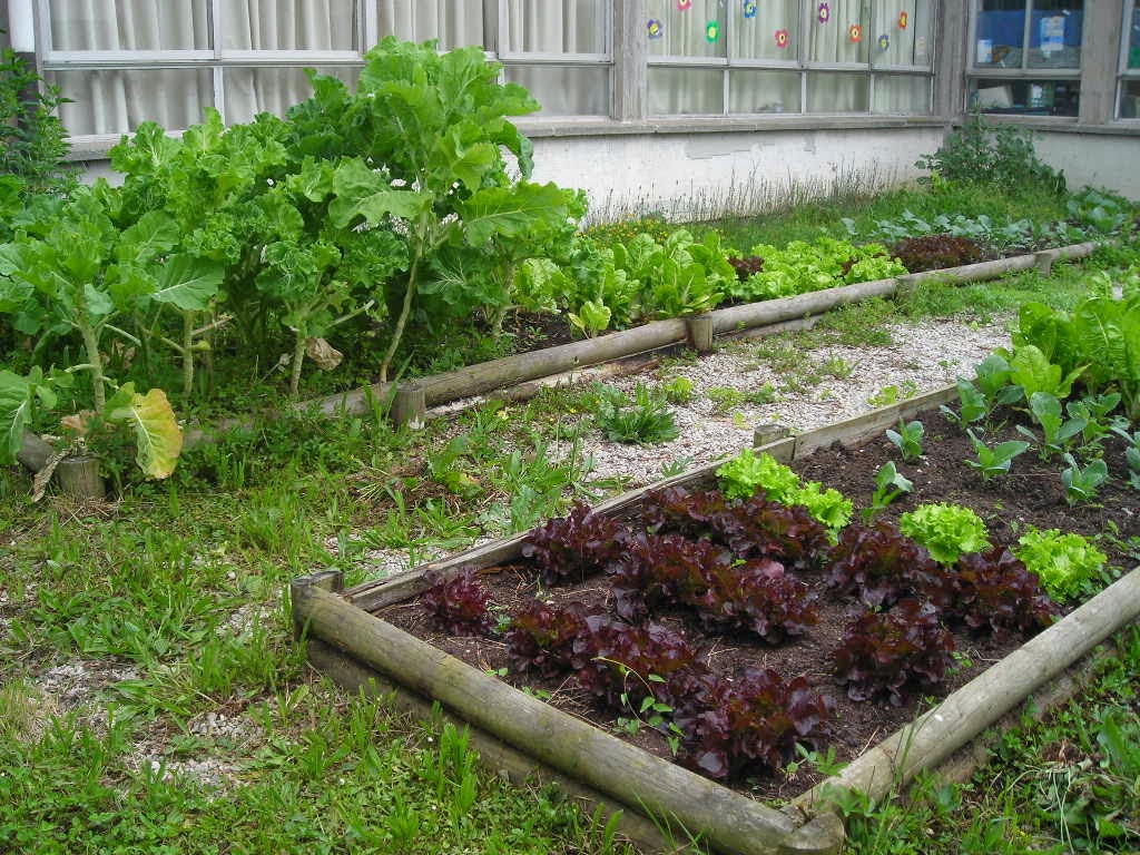 BIOHUERTO: ¿QUE ES UN BIOHUERTO?