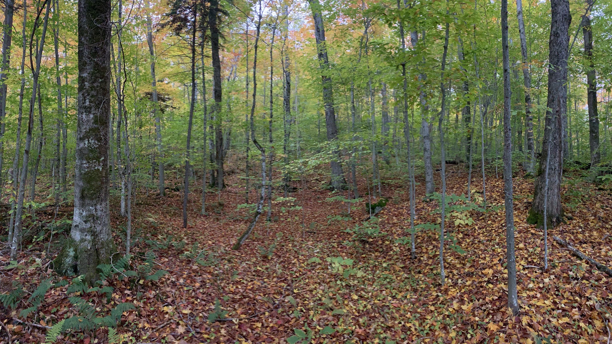 Ecology of Appalachia: Old Growth Beech-Maple-Birch