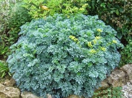 HIERBAS MAGICAS LUZGITANA