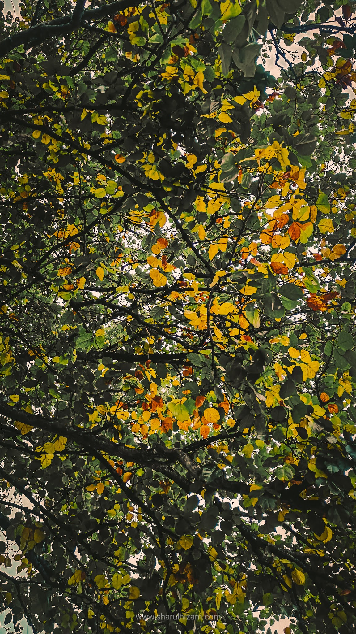 Musim Luruh Di Gombak