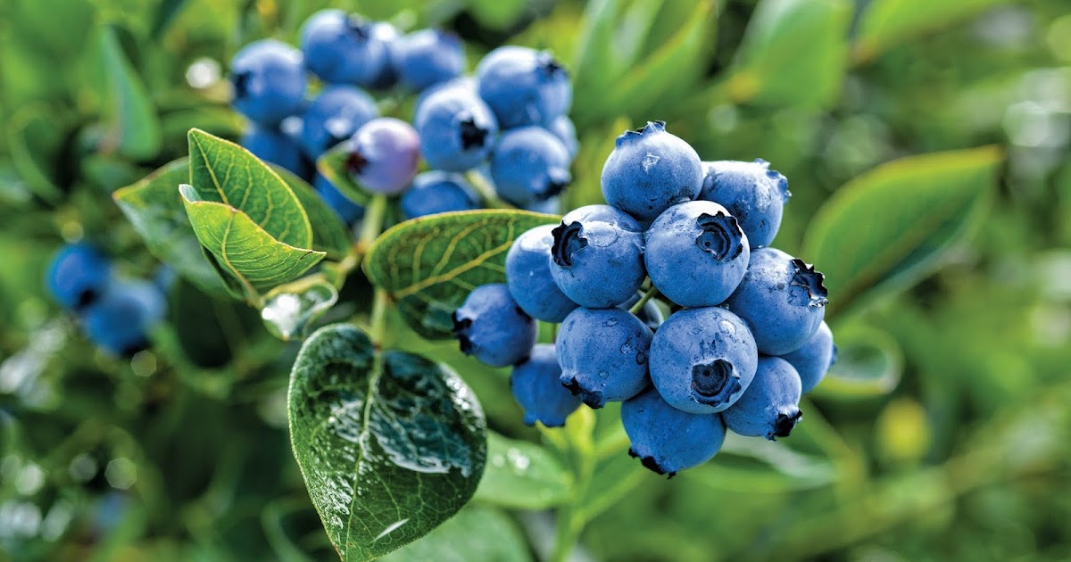 Fakta Menarik Tentang Blueberry Washington Yang Harus Anda Tahu