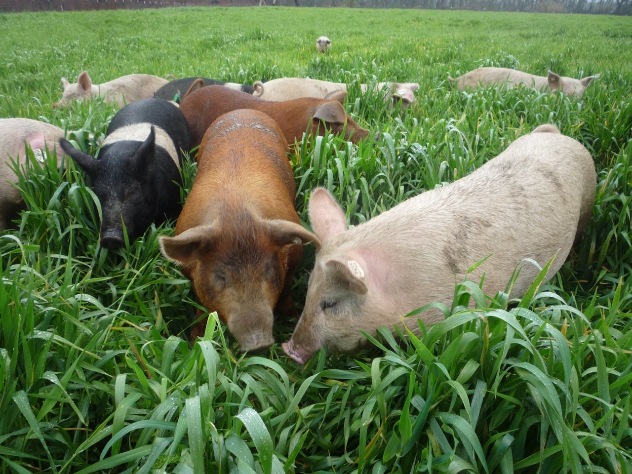 Riverdog Farm Hog Blog: Pigs in Spring Pasture