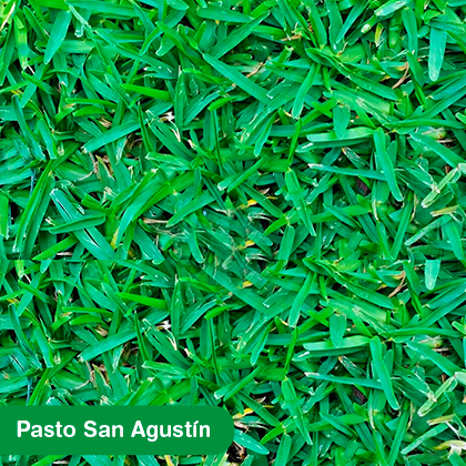 Instalación y Venta de Pasto en Rollo | Vivércity - Servicios de Jardinería