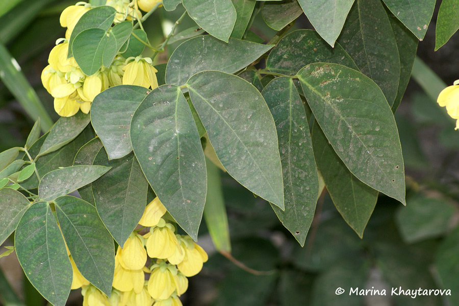 PLANT FAMILIES OF PUERTO RICO AND FLORIDA PAPO VIVES: FABACEAE ...