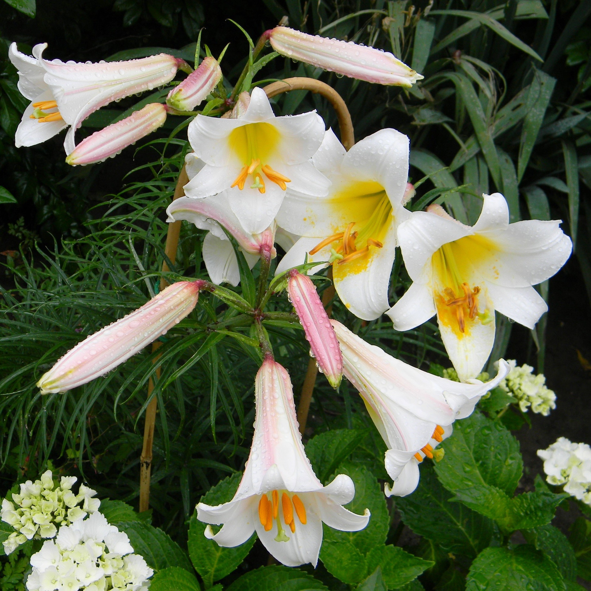 adrianbucurescu: Un Simbol al Suveranității: Crinul