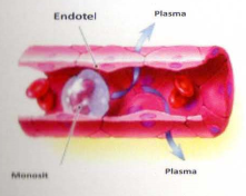 Riset n data: Mengapa keadaan dinding pembuluh darah endotel itu bisa ...