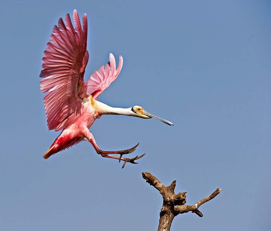 SPOONBILL photos - wallpapers (ανανεωμένο) | the fun bank