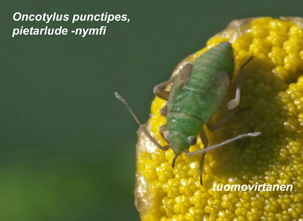 tuomovirtanen: Suomen luteet-Heteroptera-Bugs of Finland