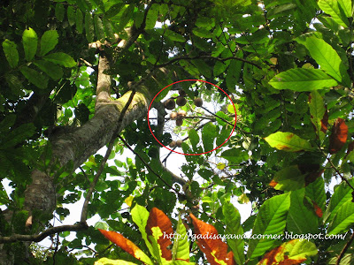 Buah Kepayang Atau Buah Keluak (Part 1)