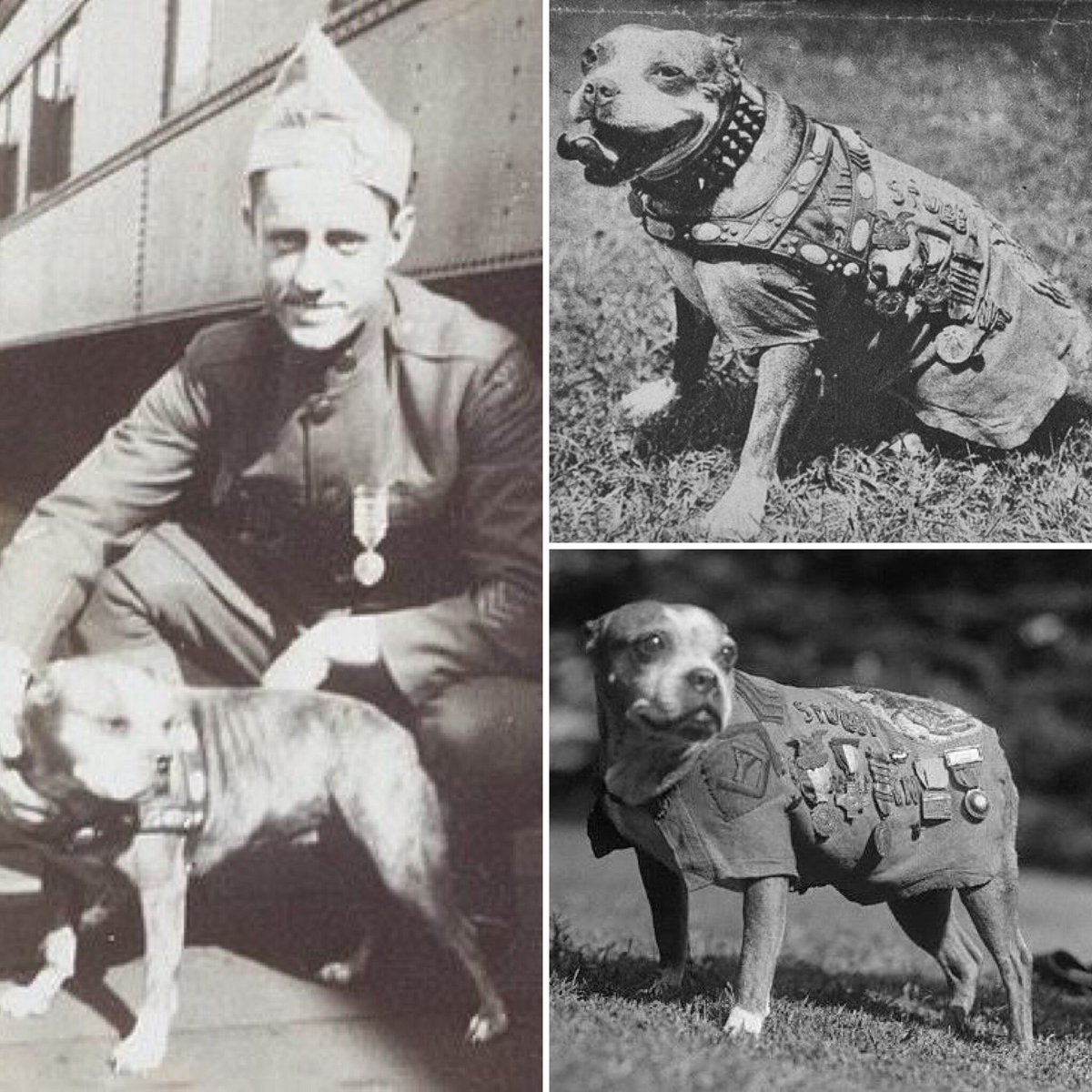 Mi blog: Galería de imágenes: Sargento Stubby